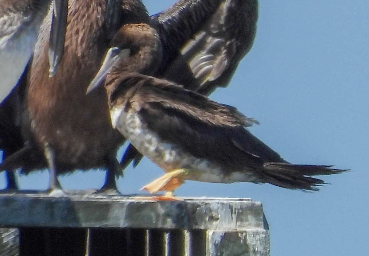 eBird Checklist - 6 Jun 2024 - Texas City Dike (UTC 074) - 29 species