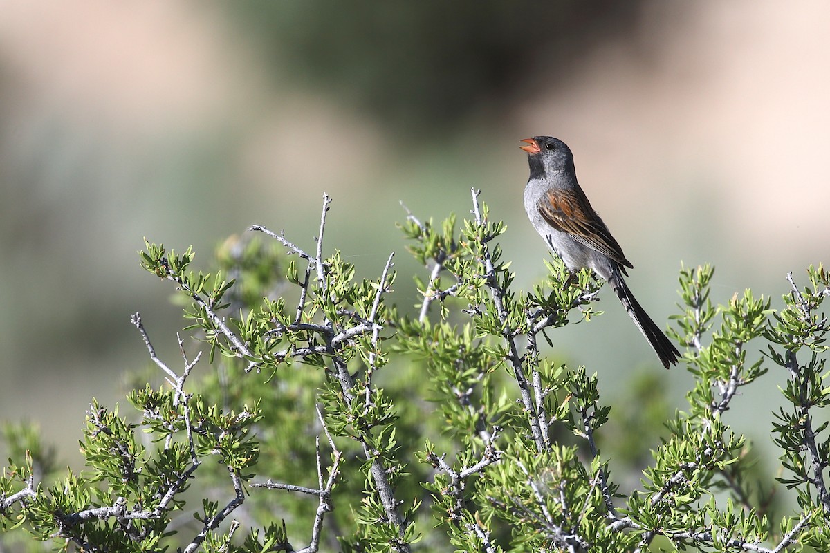 eBird Checklist - 6 Jun 2024 - Spring Mountains NRA--Visitor Gateway ...