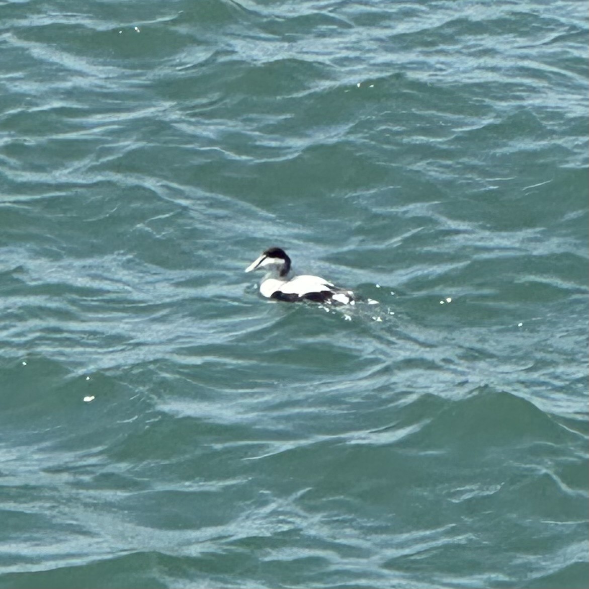 eBird Checklist - 6 Jun 2024 - Duck Research Pier (Restricted Access ...