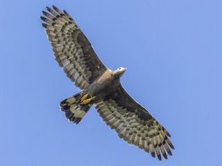 Oriental Honey-buzzard - eBird