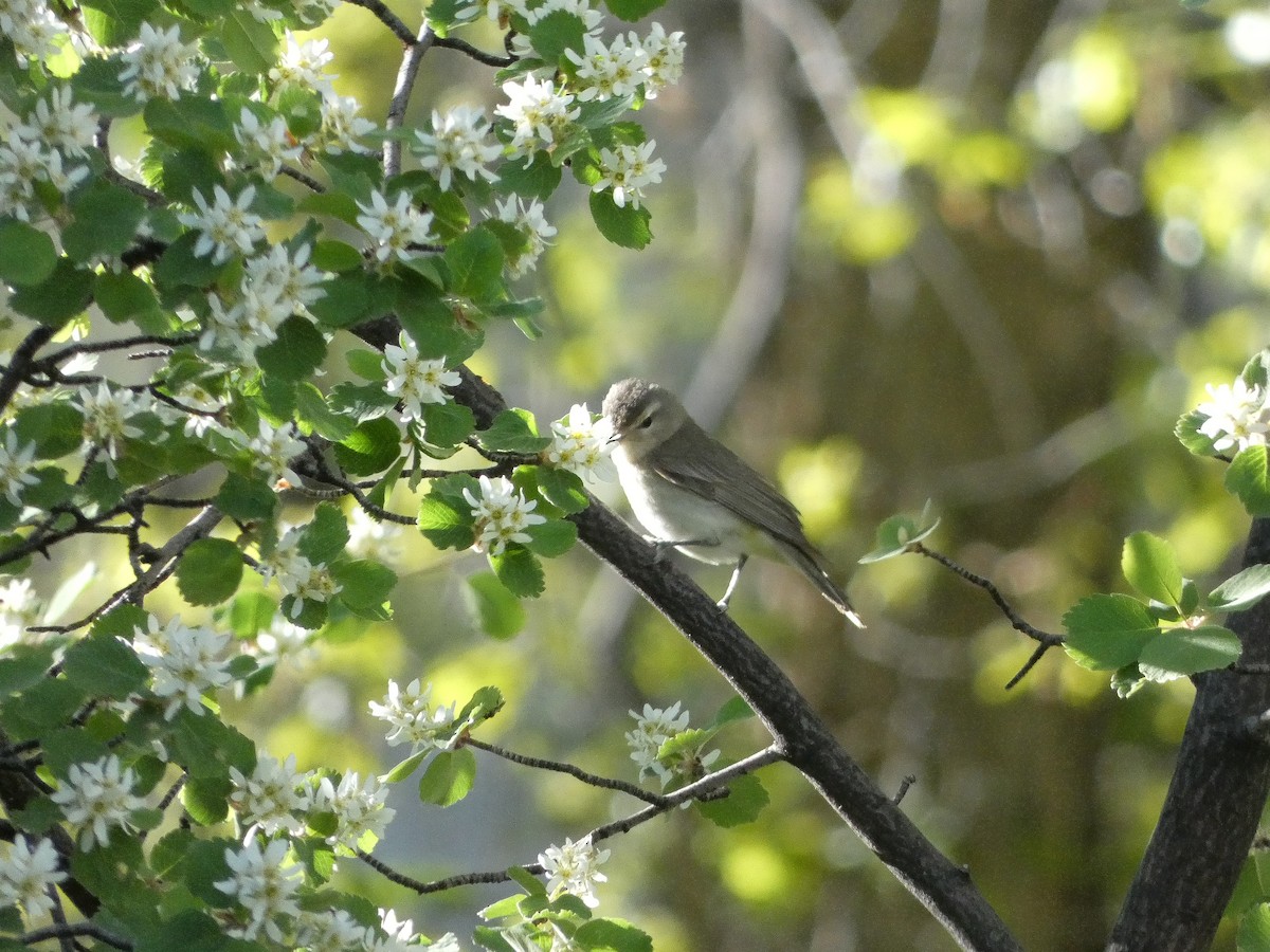 eBird Checklist - 6 Jun 2024 - Mud Spring Campground - 23 species