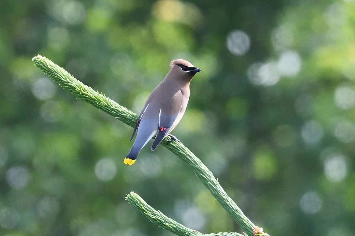 Pennsylvania Bird Atlas Checklist - 1 Jun 2024 - State Game Lands 117 ...