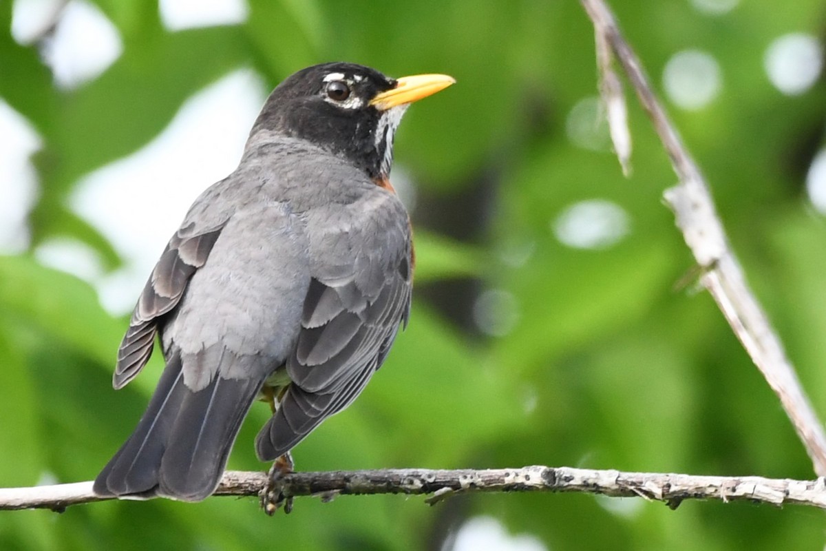 New York Breeding Bird Atlas Checklist - 27 May 2024 - Rose Rd T ...