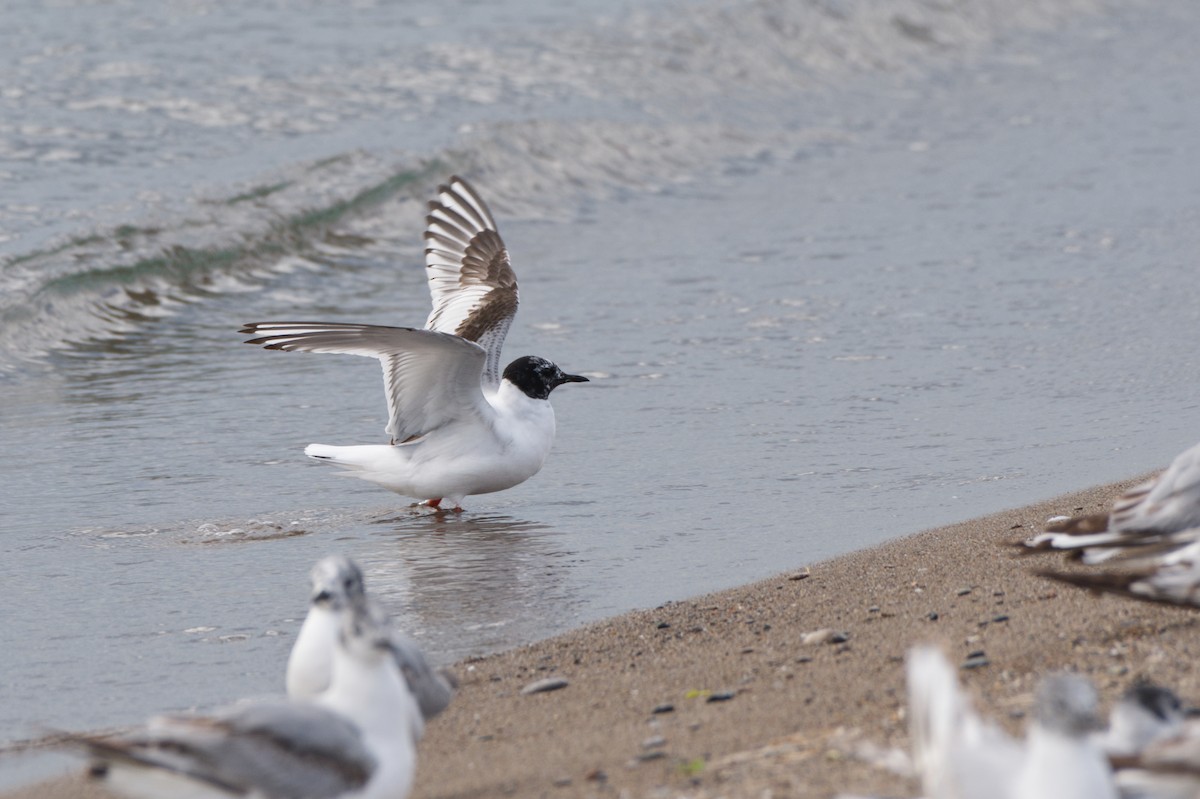 eBird Checklist - 6 Jun 2024 - Point Pelee National Park (general ...