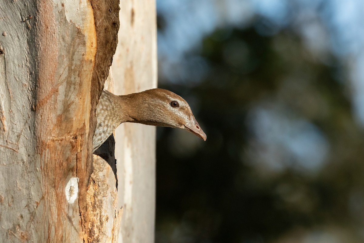 eBird Checklist - 9 Jul 2022 - Pipeline Park (Esk) - 22 species