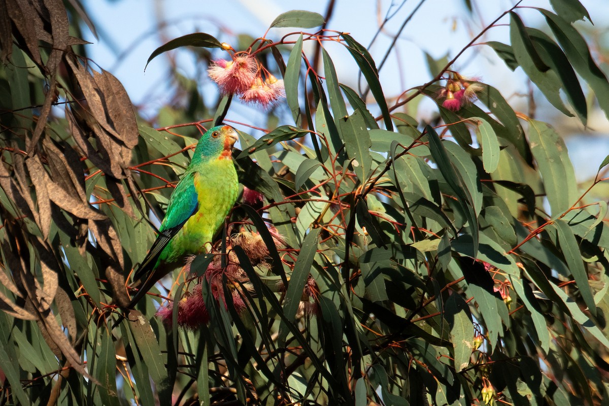 eBird Checklist - 13 Jun 2021 - Mountain Maid Road, Palgrave ...