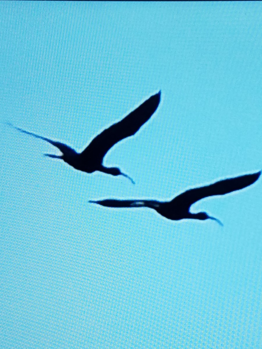 eBird Checklist - 26 Jun 2017 - Big water farm (Private) - 1 species