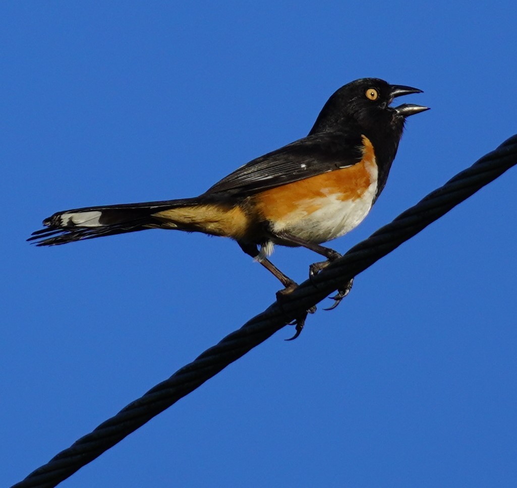 eBird Checklist - 7 Jun 2024 - Larry & Penny Thompson Park - 19 species