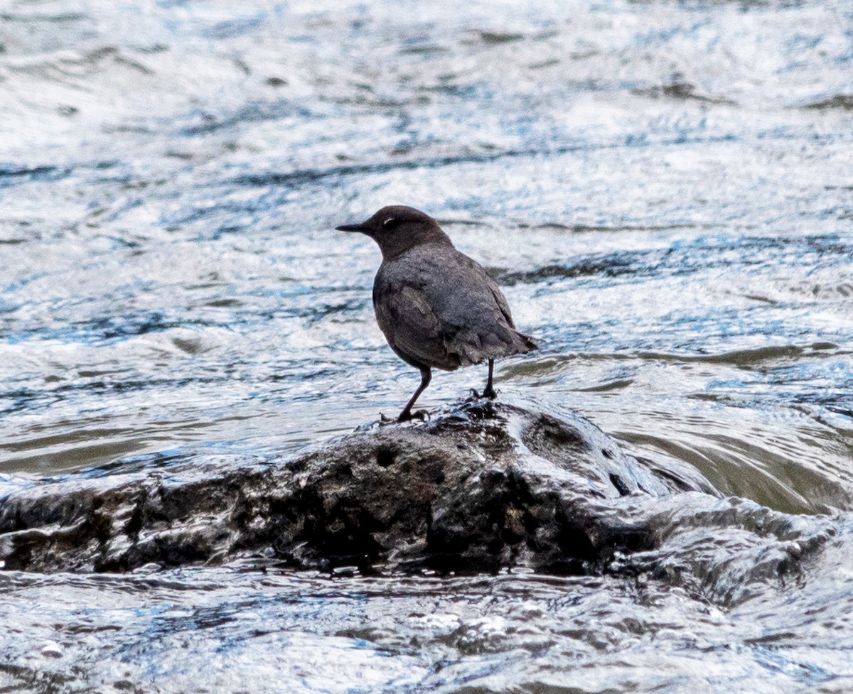 eBird Checklist - 30 May 2024 - Yellowstone NP--Sheepeater Cliff - 3 ...