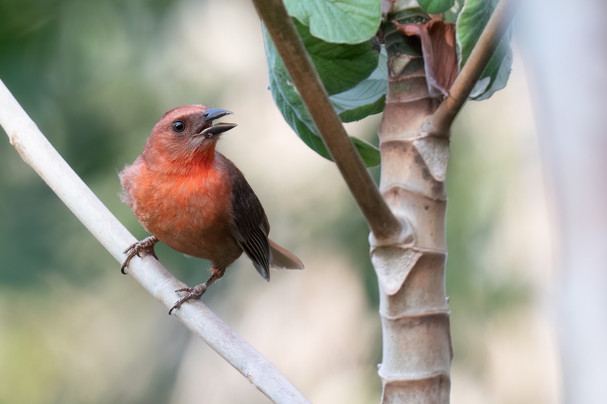 Red-throated Ant-Tanager (Salvin's) - eBird