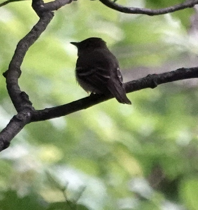 eBird Checklist - 7 Jun 2024 - Sharon Mills Co. Park--north - 25 species
