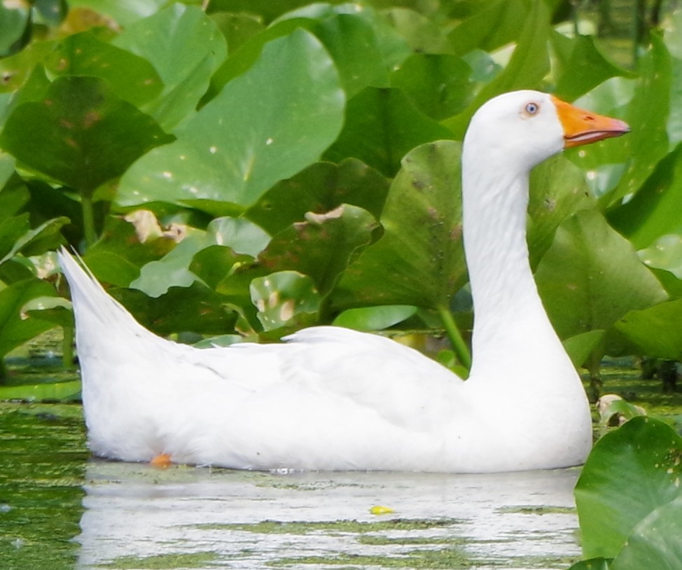 eBird Checklist - 6 Jun 2024 - Shenango Reservoir--Beaver Pond Rd./Gull ...