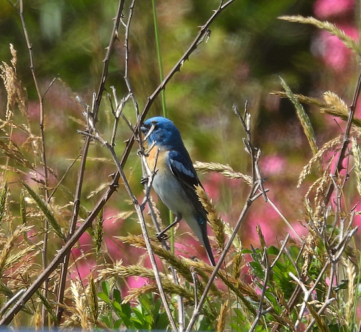 eBird Checklist - 7 Jun 2024 - Arcata Bottoms--V St. Loop - 13 species ...