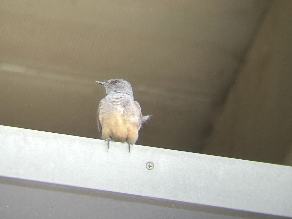 eBird Checklist - 7 Jun 2024 - UC Merced--campus - 9 species
