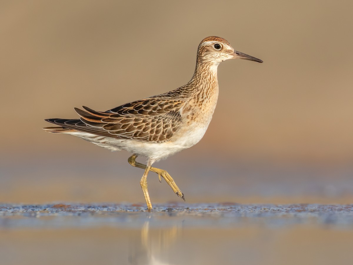 Sharp-tailed Sandpiper - Calidris acuminata - Birds of the World