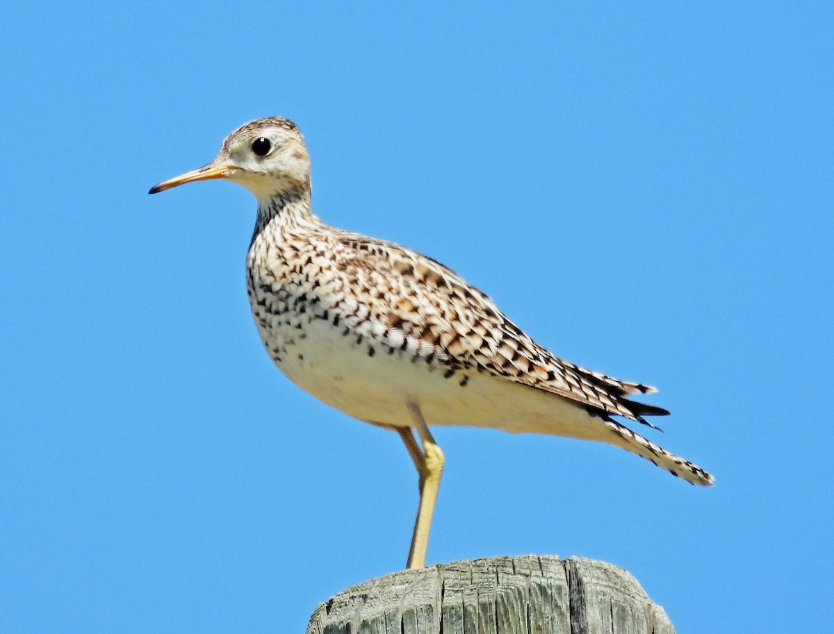 eBird Checklist - 7 Jun 2024 - 5605 US-287, Wolf Creek US-MT 47.17501 ...