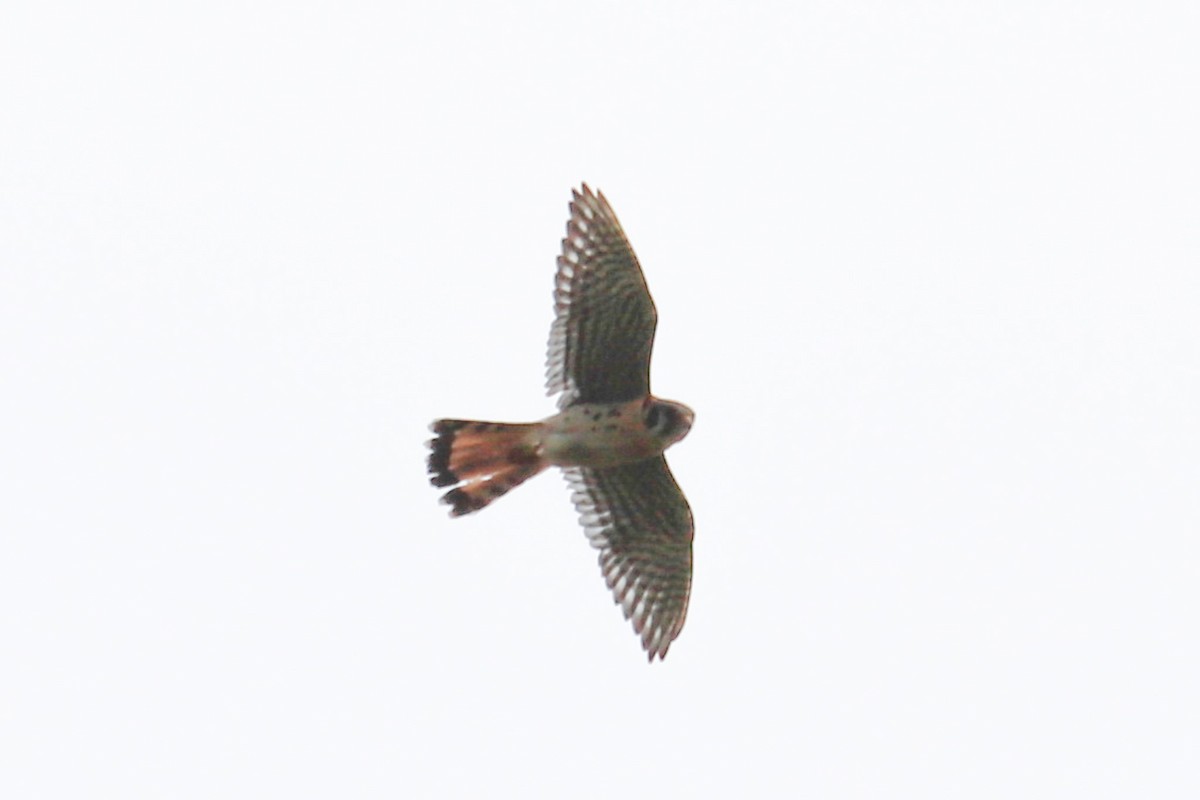 Pennsylvania Bird Atlas Checklist - 7 Jun 2024 - 360 Upper Georges Valley Rd, Spring Mills US-PA ...