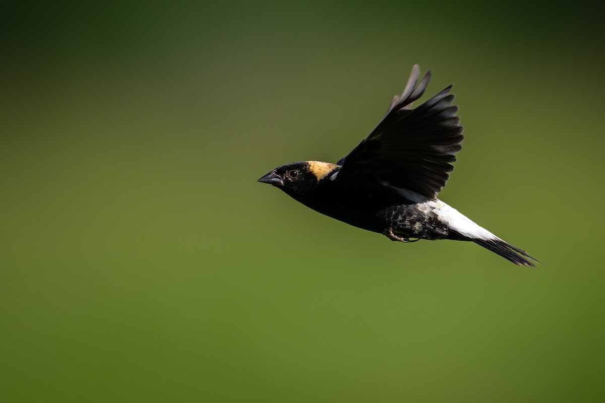 eBird Checklist - 7 Jun 2024 - Midewin National Tallgrass Prairie--West ...