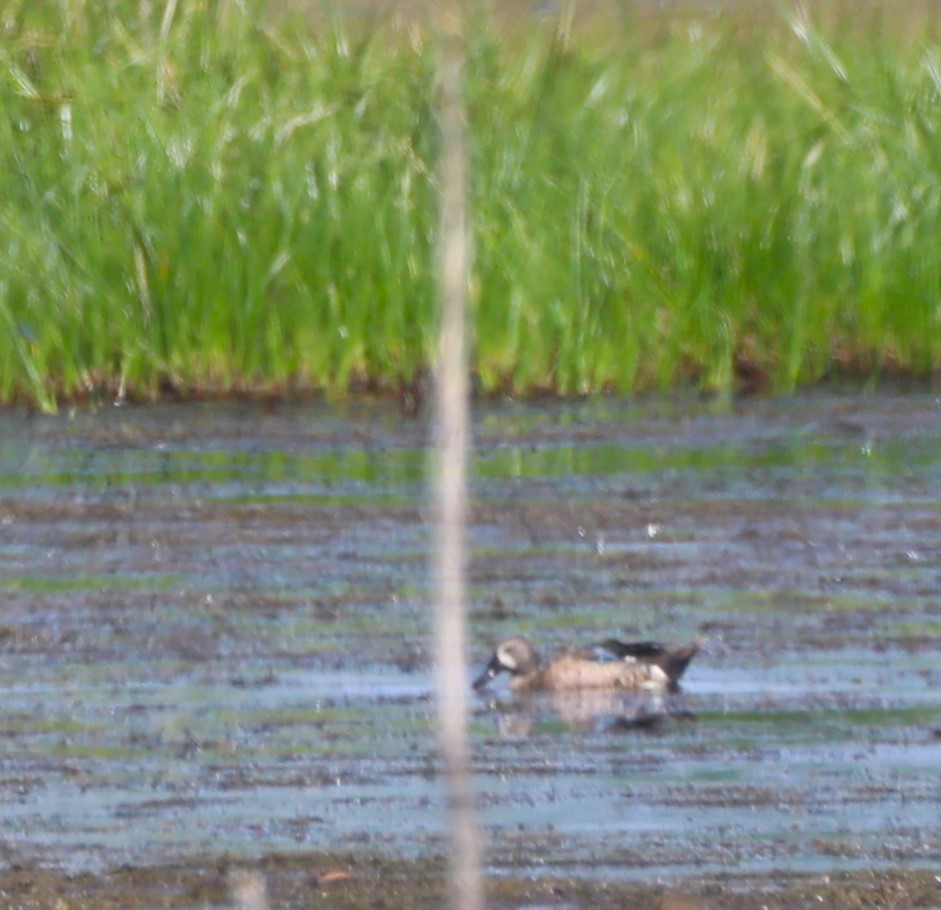 eBird Checklist - 7 Jun 2024 - Lake Apopka Wildlife Drive - 51 species ...