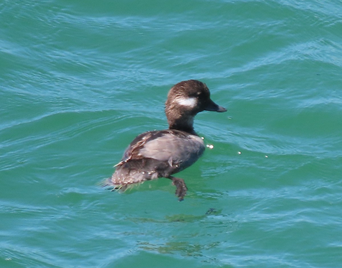 eBird Checklist - 5 Jun 2024 - Gualala - 16 species