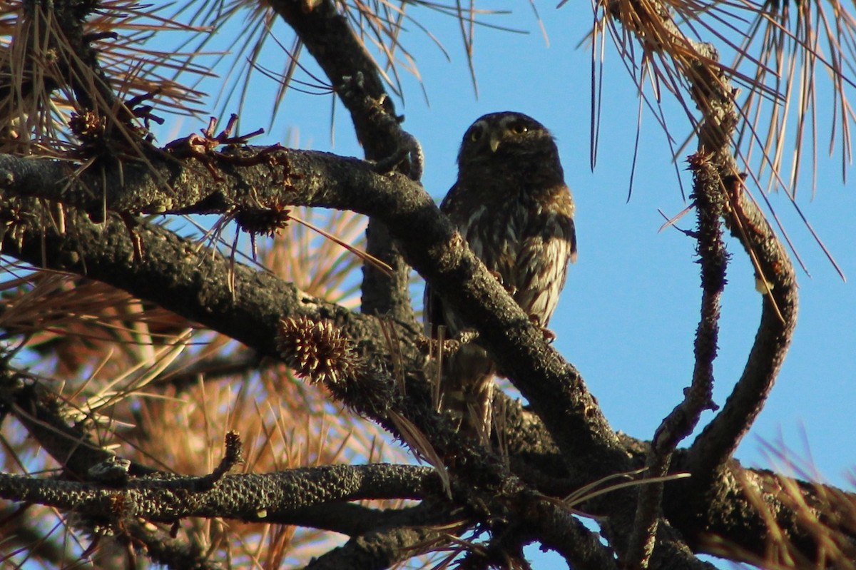 eBird Checklist - 7 Jun 2024 - Mt. Ord (Maricopa Co.) - 38 species