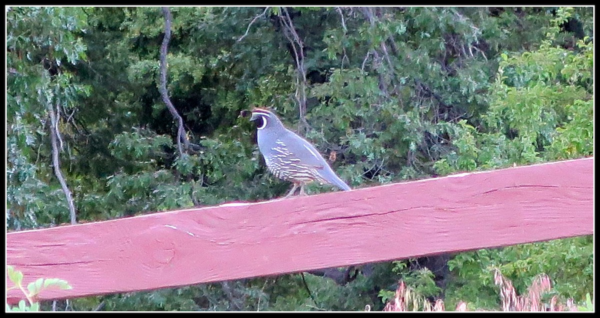 eBird Checklist - 7 Jun 2024 - Palomar Mtn.--Silvercrest Picnic Area ...