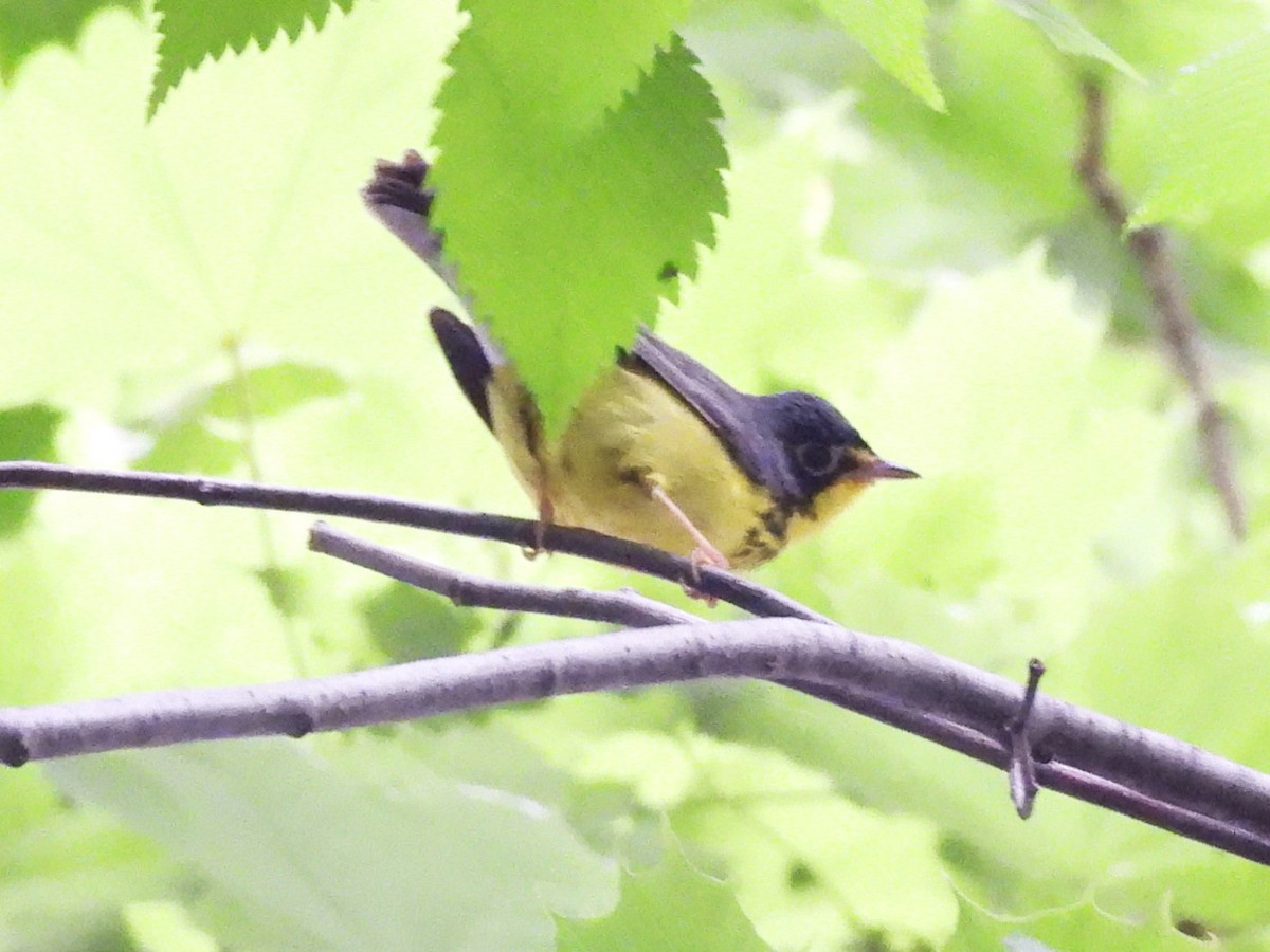 eBird Checklist - 7 Jun 2024 - Oakville--Bronte Harbour - 1 species