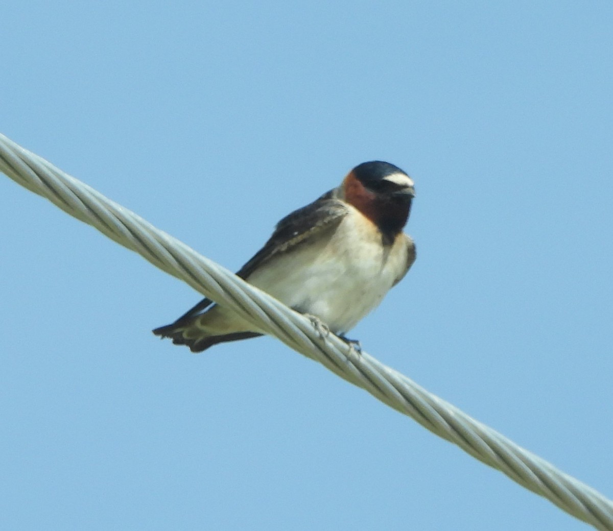 eBird Checklist - 1 Jun 2024 - Valley Garden FAS - 12 species