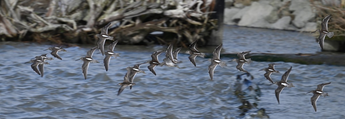 eBird Checklist - 7 Nov 2023 - Skagit Wildlife Area--Fir Island Farm ...