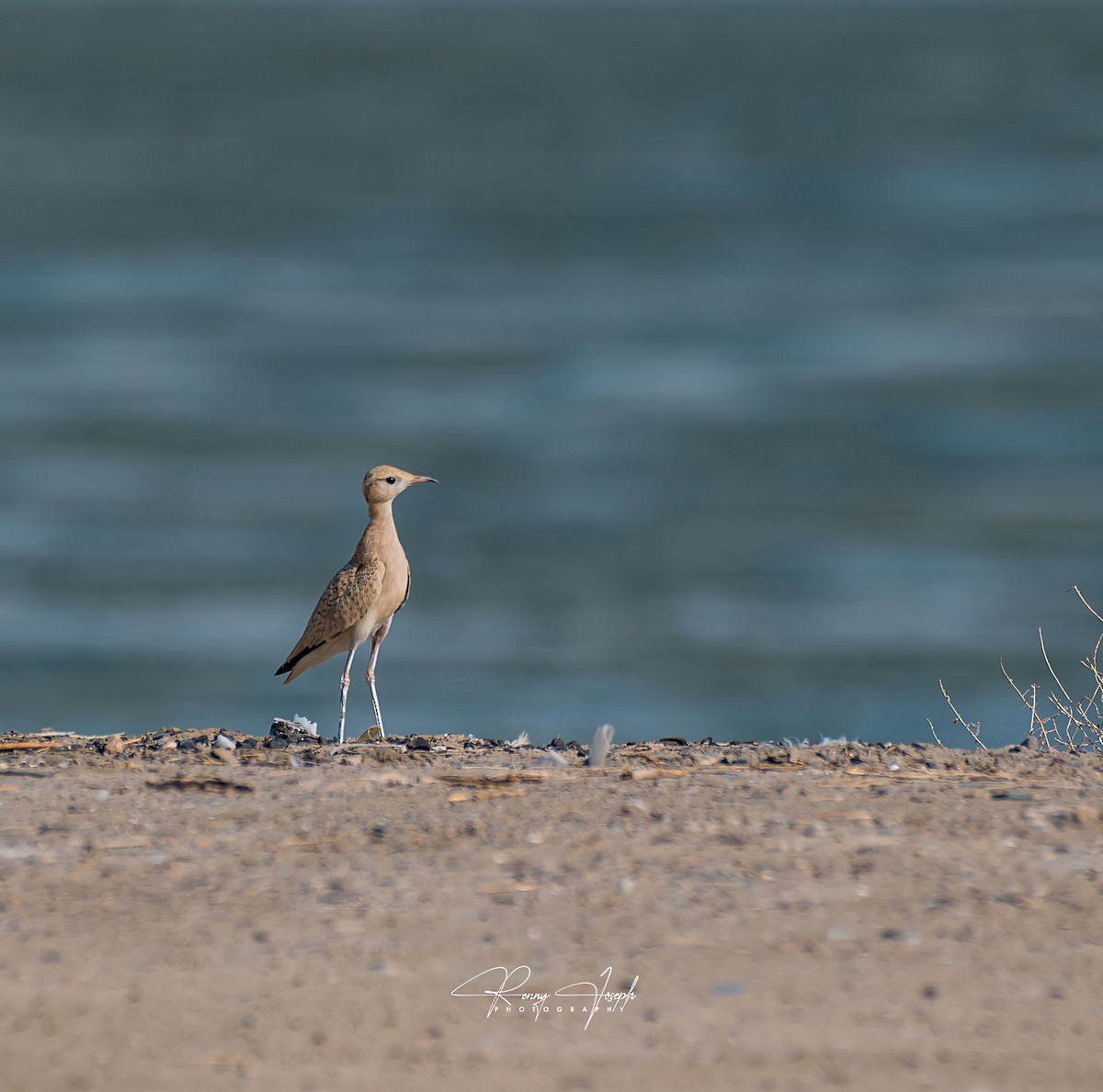 eBird Checklist - 8 Jun 2024 - Sulaibikhat Bay - Beach west of Nature ...