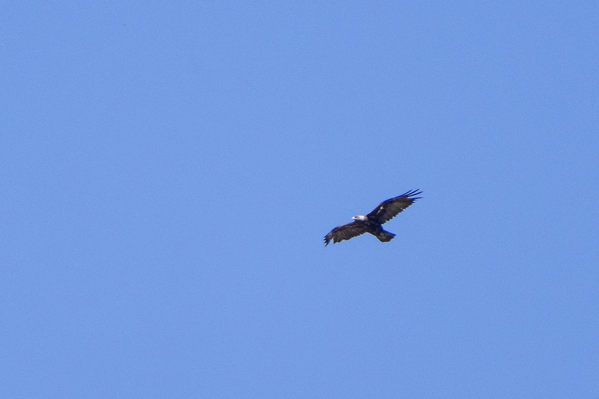 eBird Checklist - 7 Jun 2024 - Loyalton Rotary Park (SIE Co.) - 21 species