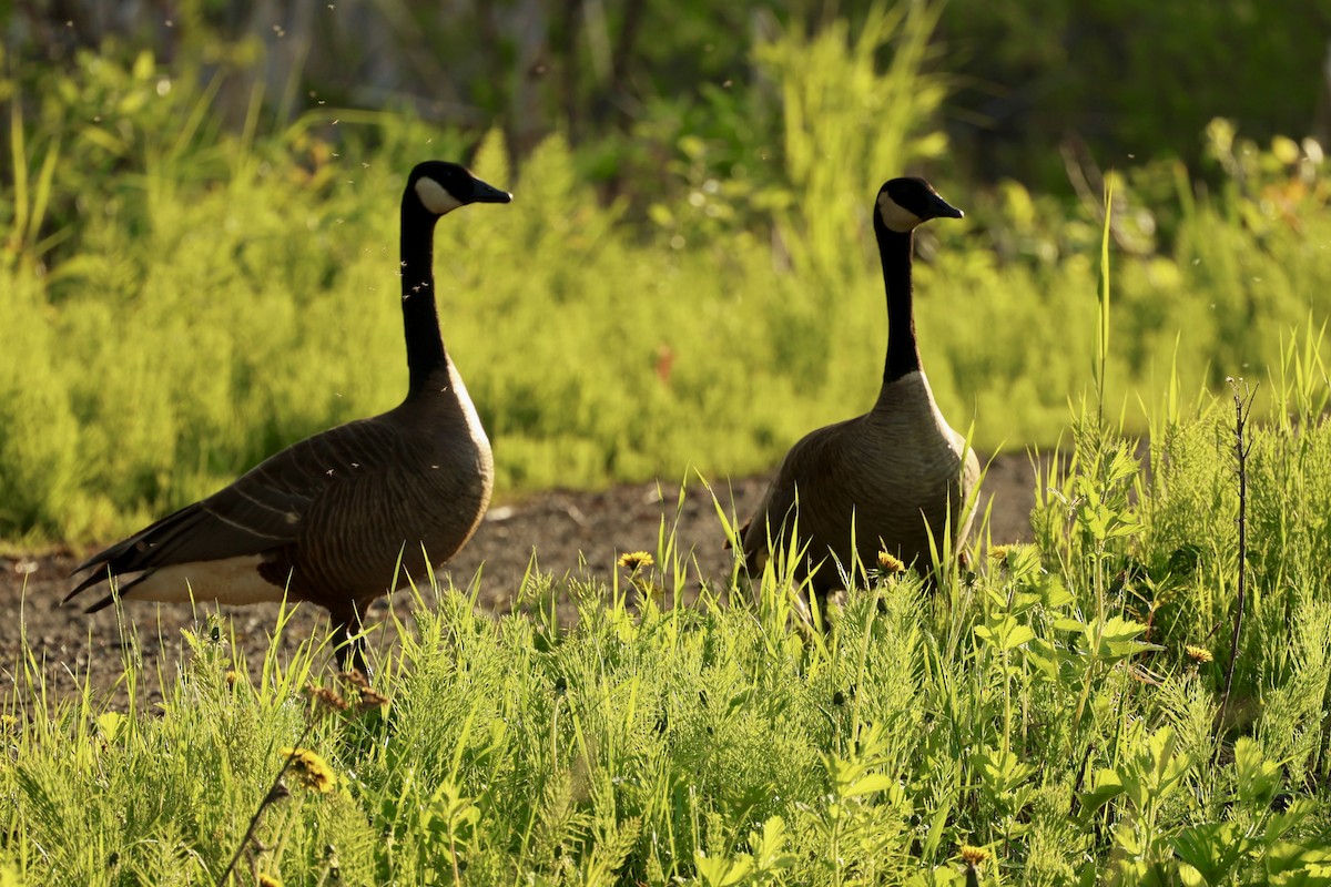 eBird Checklist - 7 Jun 2024 - Lake Hood & Lake Spenard - 22 species