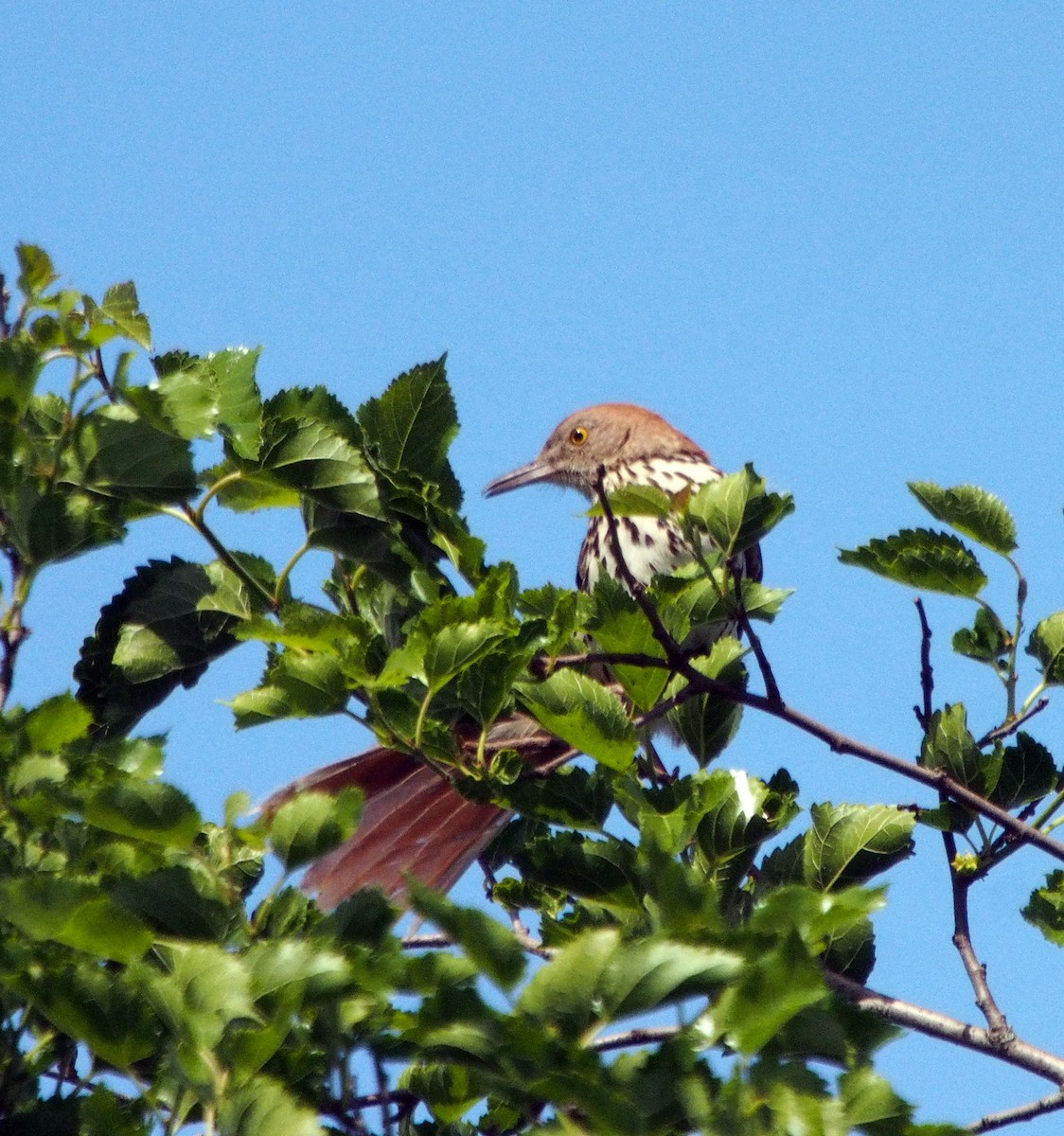 eBird Checklist - 8 Jun 2024 - Sharon Mills Co. Park--north - 32 species