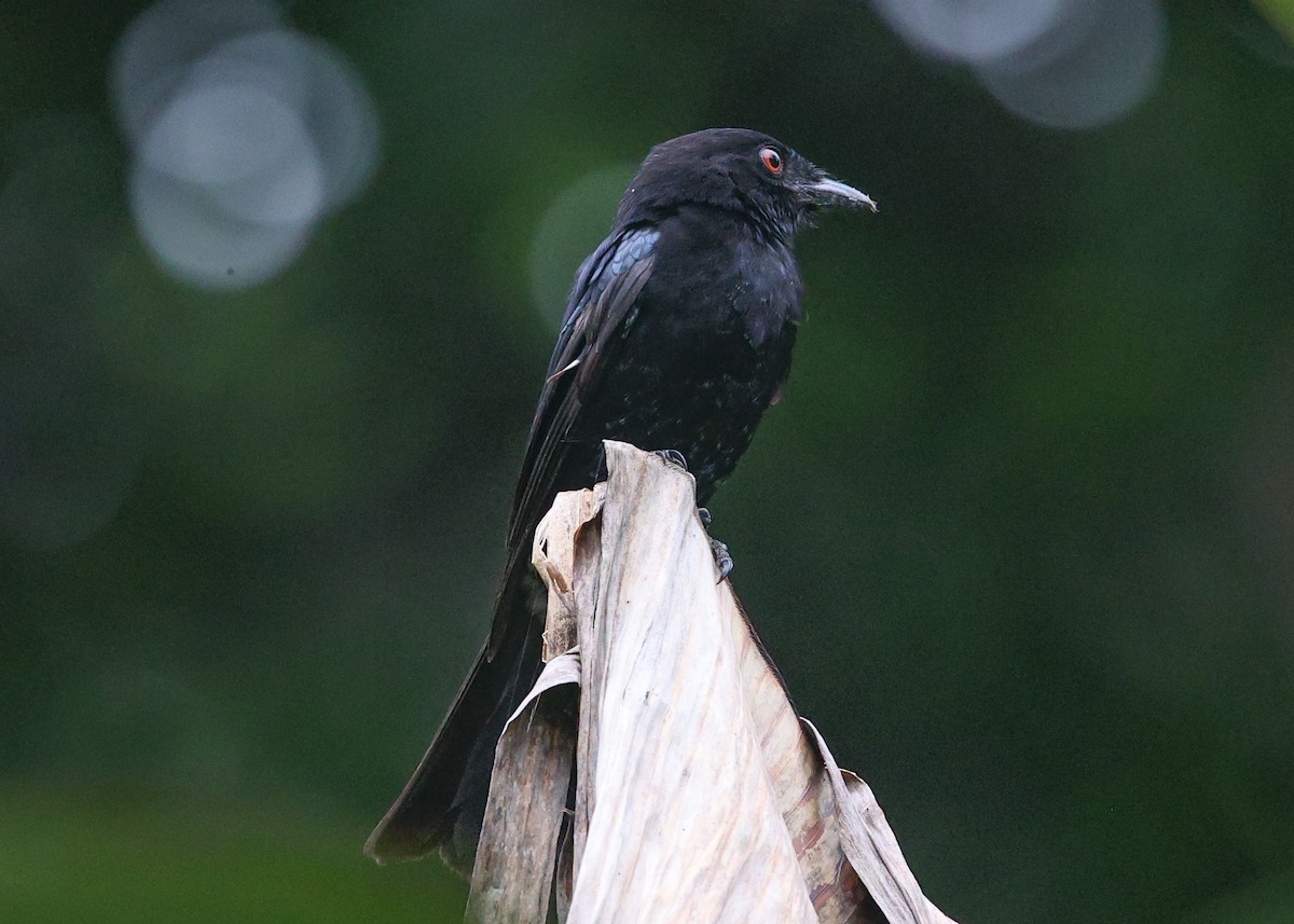 Velvet-mantled Drongo (Principe) - eBird