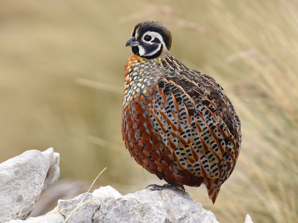 Ocellated Quail - Cyrtonyx ocellatus - Birds of the World
