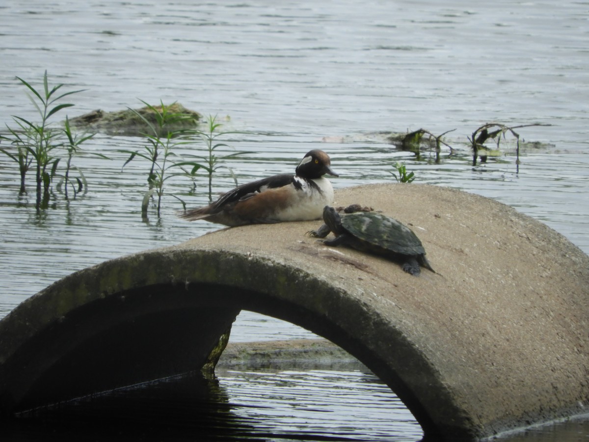 eBird Checklist - 8 Jun 2024 - Lexington Reservoir #1 - 18 species
