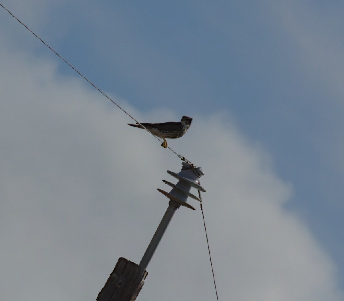 eBird Checklist - 14 Feb 2016 - Riviera, 2300 County Road 2300E - 10 ...