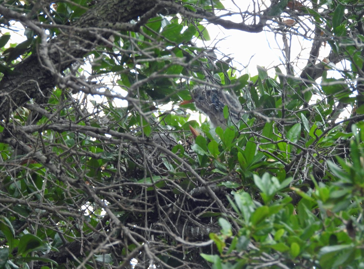 eBird Checklist - 8 Jun 2024 - Frank G. Bonelli RP/Puddingstone ...