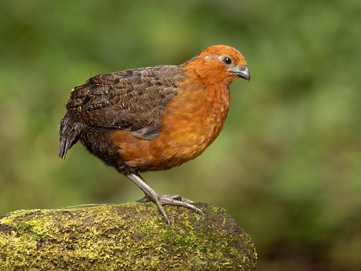 Chestnut Wood-Quail - Odontophorus hyperythrus - Birds of the World