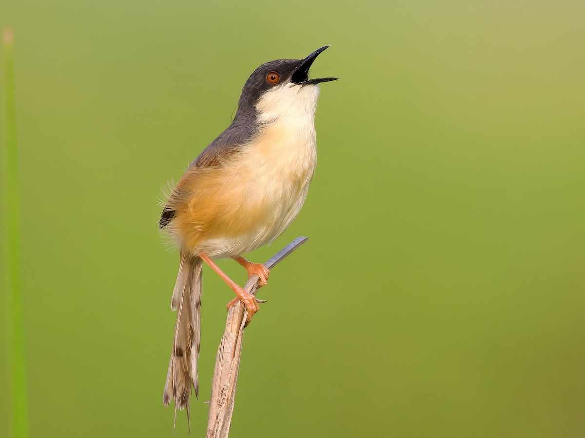 Ashy Prinia - Prinia socialis - Birds of the World