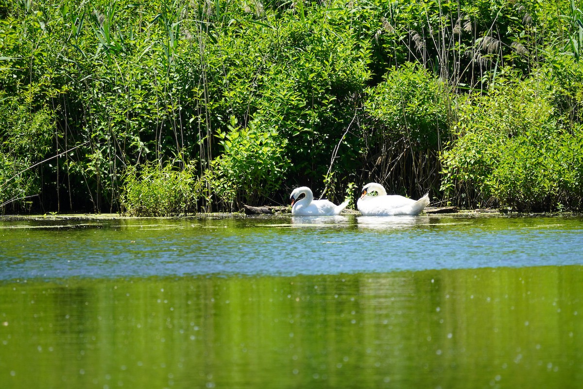 Pennsylvania Bird Atlas Checklist - 8 Jun 2024 - John Heinz NWR--wetlands (Delaware Co.) - 49 ...