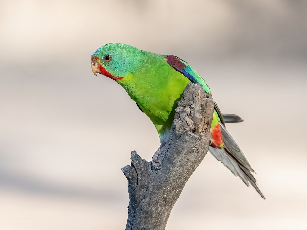 Swift Parrot - Lathamus discolor - Birds of the World