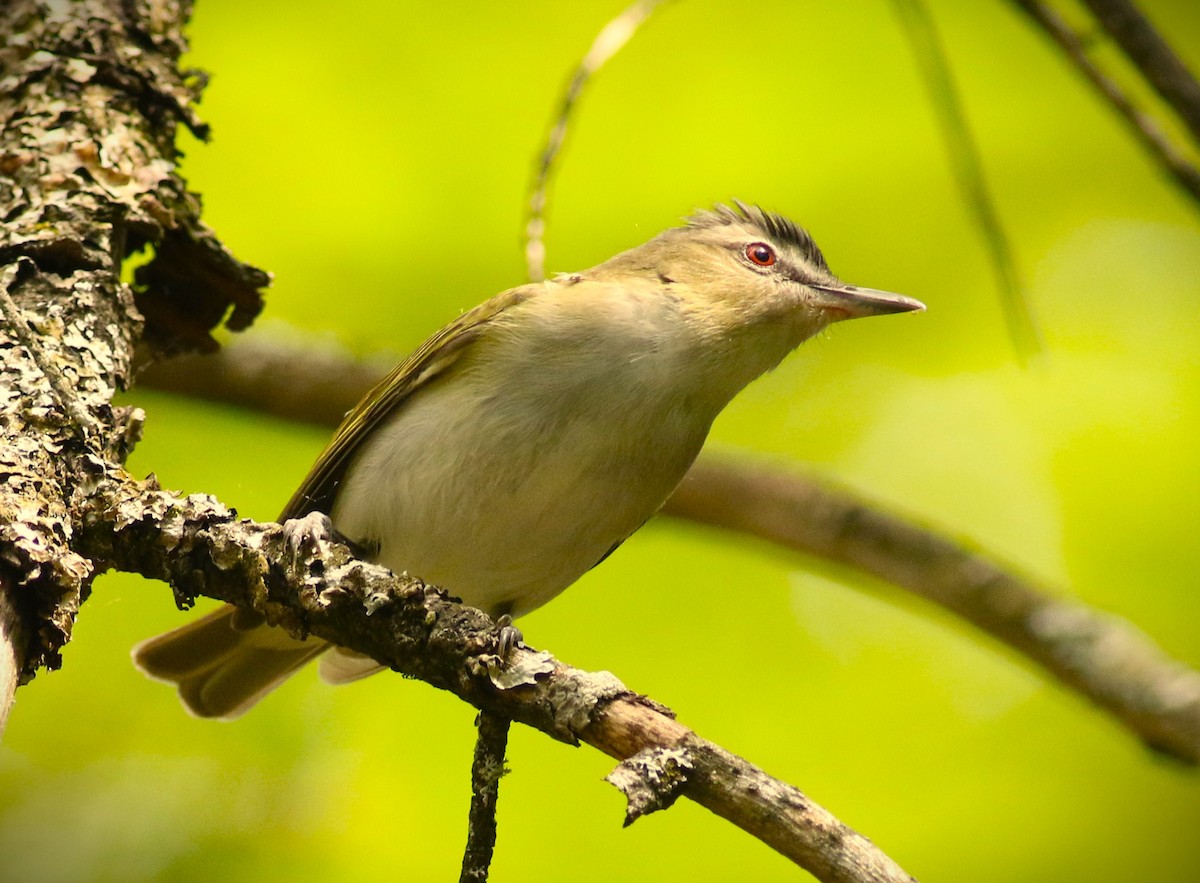 eBird Checklist - 20 May 2024 - Luzerne Boardwalk - 23 species