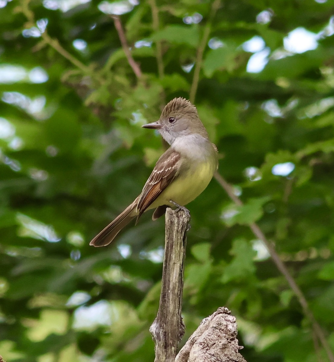 eBird Checklist - 8 Jun 2024 - Marblehead Neck Wildlife Sanctuary (Mass ...