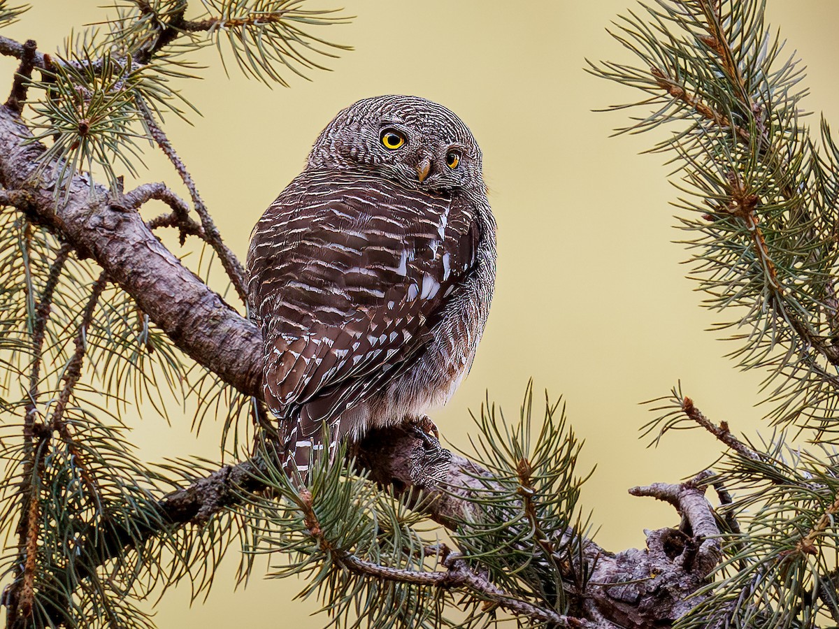Asian Barred Owlet - Glaucidium cuculoides - Birds of the World