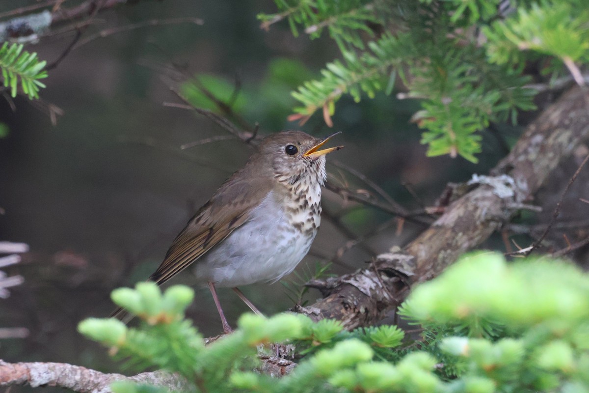 Bicknell's Thrush - The only Northeast endemic - New York Breeding Bird ...