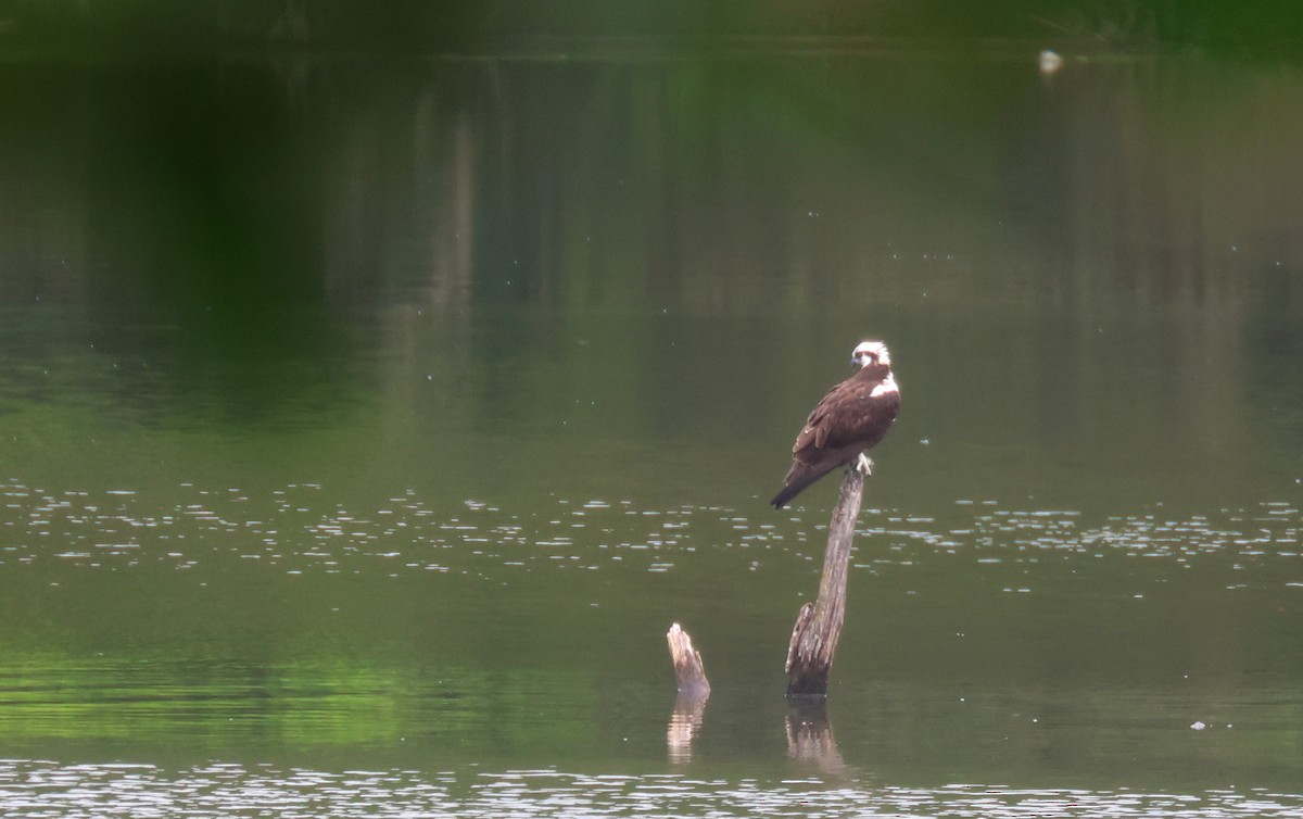 eBird Checklist - 8 Jun 2024 - Binder Lake - 15 species