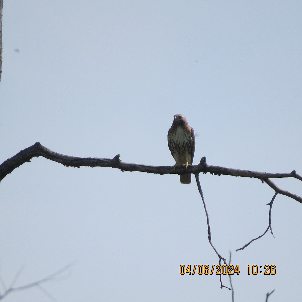 eBird Checklist - 4 Jun 2024 - Jones Memorial Park - 26 species