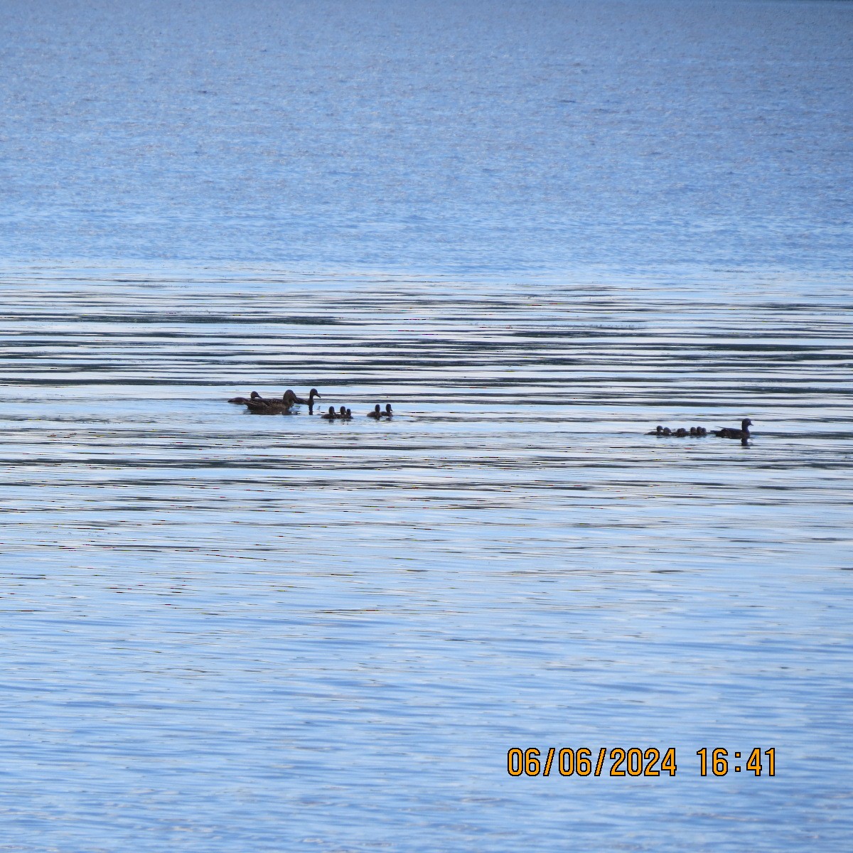 New York Breeding Bird Atlas Checklist - 6 Jun 2024 - Burtis Bay Park ...