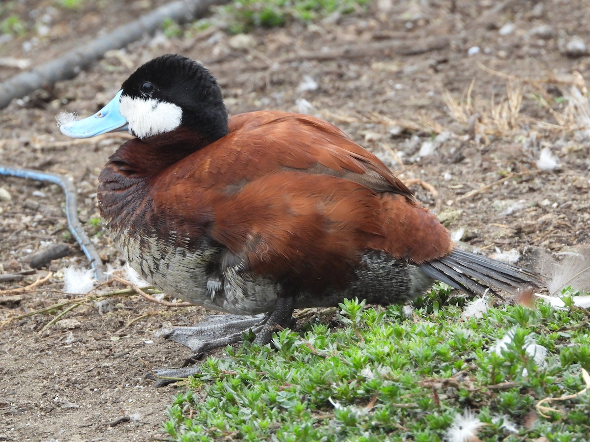 eBird Checklist - 9 Jun 2024 - Andree Clark Bird Refuge - 32 species